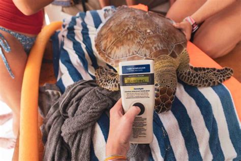 Sea Turtle Predators Understanding The Threats To Sea Turtles Sail Caribbean