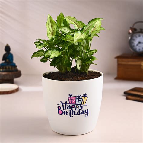 Online Nursery Kolkata Buy Plants With Free Delivery At Floweraura