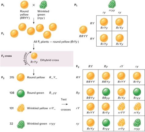 Module 2 1 30 Inheritance Of Genes Flashcards Quizlet