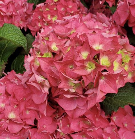 Hydrangea Mac Endless Summer® Summer Crush® Perreault Nurseries