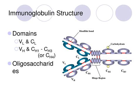 Ppt Immunoglobulins Structure And Function Powerpoint Presentation Id 4857300