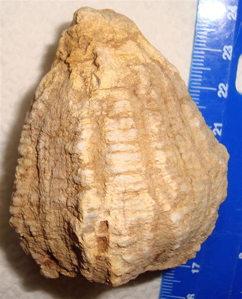 Crinoid Lake Monroe Indiana Fossil Id The Fossil Forum