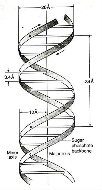 Dna Diagram Artofit