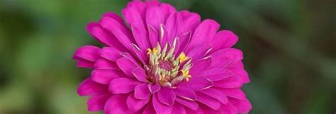 什么花的花语代表友情 象征友谊长久的花介绍 花语大全 绿植迷
