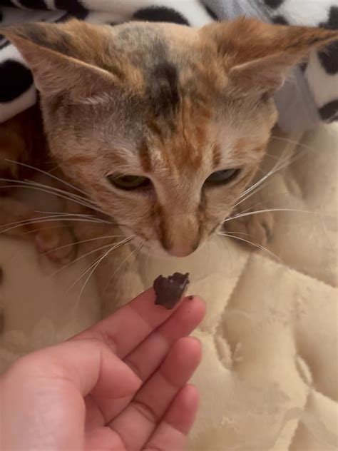 猫咪可以吃巧克力吗猫吃巧克力会怎么样吃错会要猫命 知乎