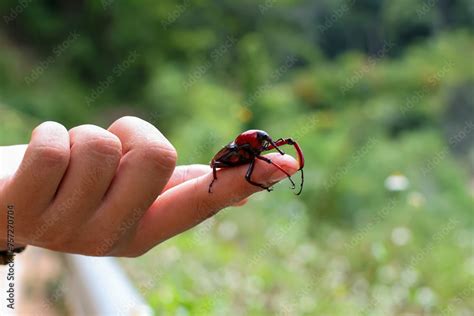 Close Up Cyrtotrachelus A Beautiful Beetle With A Long Proboscis Was Embracing And Seemed To Be