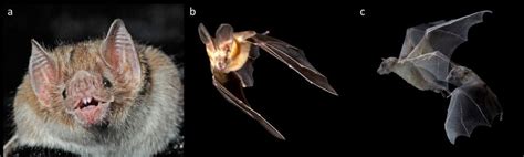 Modes Of Echolocation The Majority Of Echolocating Bats Emit Download Scientific Diagram