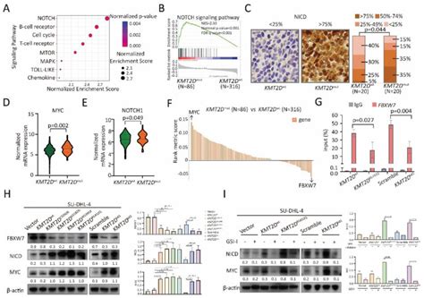 Kmt2d Mutations Promoted Tumor Progression In Diffuse Large B Cell Lymphoma Through Altering