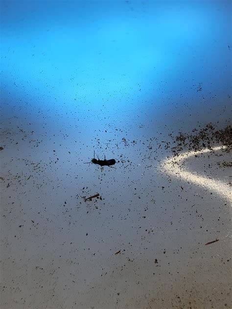 Termite Identification Rtermites