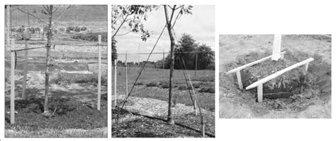 Tree Stabilization Systems Evaluated On Field Grown Balled And