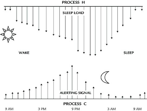 A Schematic Representation Of The Opponent Process Model