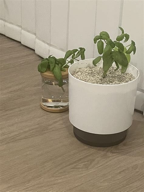 Do I Need To Put These Propagation Cuttings Somewhere More Humid Or Is By The Window Fine R