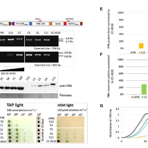 Functional Complementation Of The Prk Mutant A Design Of The Pcmm 24 Download Scientific