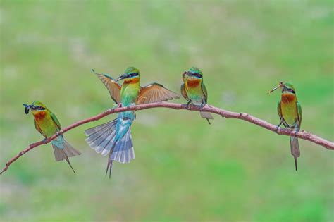 Blue Tailed Bee Eater Birds On A Branch Pixahive