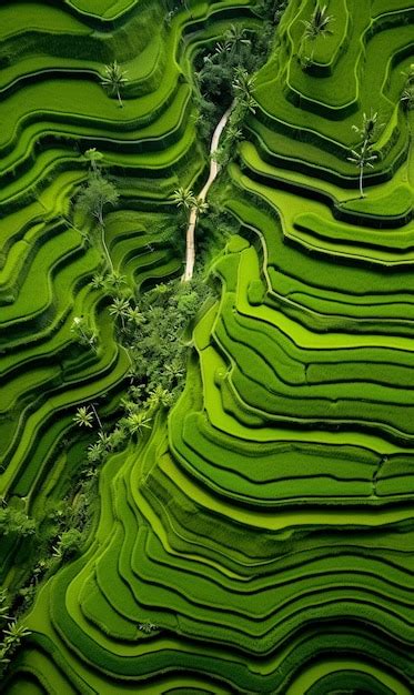 Premium Photo A Tree Grows In A Rice Field