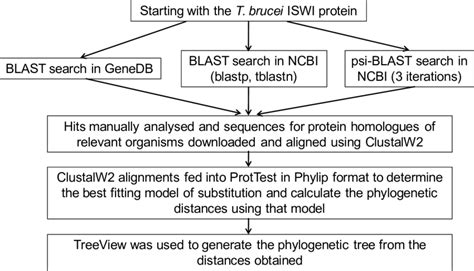 1 1 Flowchart For Construction Of Protein Phylogenetic Tree The