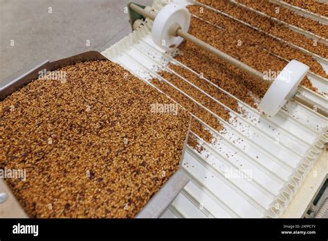Grain Sorting Machine Paddy Machine Sorts Grains Of One Crop Separates Grain Peeling Products