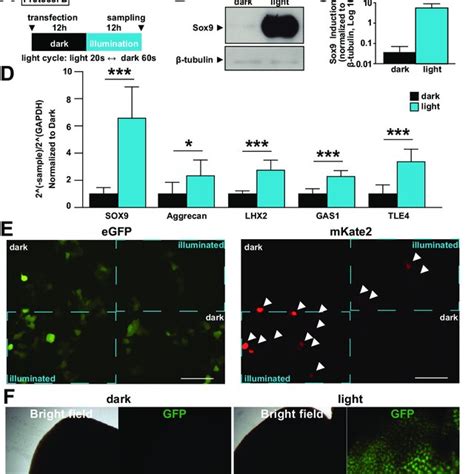 Comparison Of Optimized Fkf1 Gi Based System To Optimized Download Scientific Diagram
