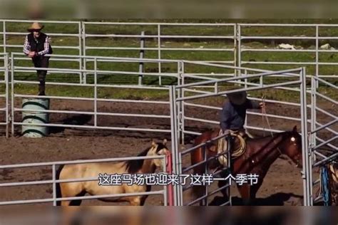 马儿第一次谈恋爱，经主人介绍一次成功，镜头记录相亲全过程！镜头主人成功