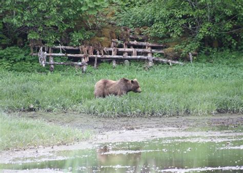 Admiralty Island Bear Viewing Alaska Audley Travel Uk