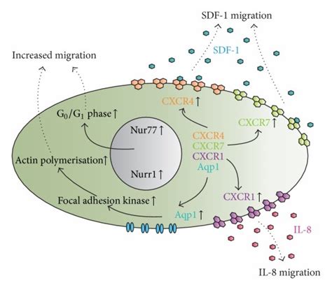 Mscs Engineered To Enhance Migratory Properties Increased Msc