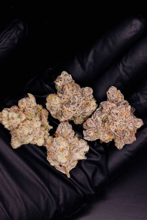 scented marker seed junky genetics seedtopia cannabis seeds shop in