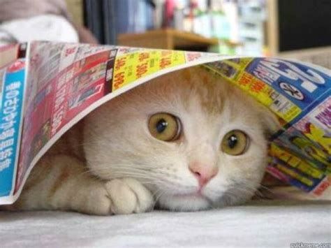 Scaredy Cat Memes Quickmeme