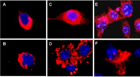 Effect Of Particlecell Interactions On Cell Membrane Integrity