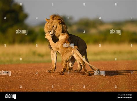 Lioness Fighting With A Male Lion During Breeding Or Mating Behavior