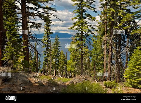 Forest Lake Tahoe