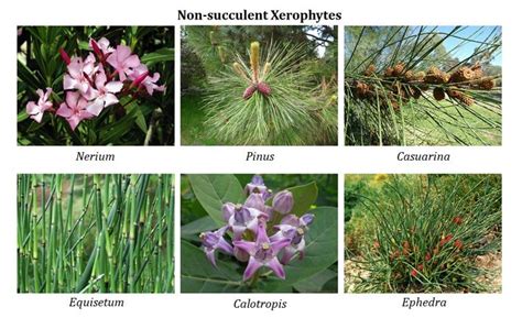 Ecological Adaptations Of Xerophytes Ppt Easybiologyclass