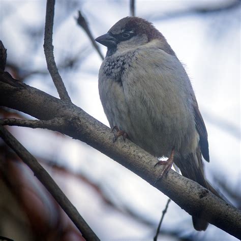 House Sparrow House Sparrow Passer Domesticus Male Perch Flickr