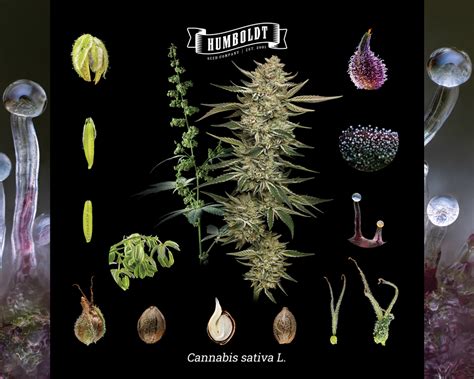 Cannabis Plant Anatomy Parts Of A Pot Plant Humboldt Seed Co