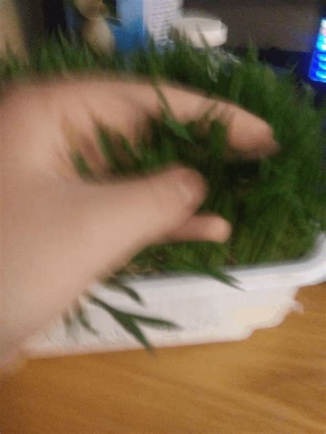 I Grew Grass For My Cat But She Didnt Seem To Like It So I Did This