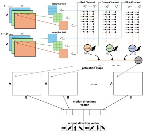 Learning Dendritic Neuron Based Motion Detection For Rgb Images A Biomimetic Approach