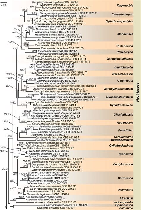 Phylogeny Inferred Based On The Combined Download Scientific Diagram