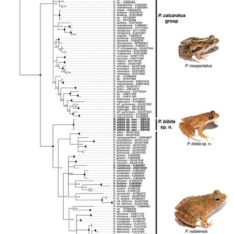 Phylogenetic Placement Of Phrynobatrachus Bibita Sp N Bayesian