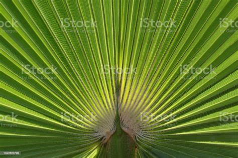 그림자가 있는 팜 잎 텍스처 열대 야자수 잎 꽃 무늬 배경 좋은 그림자가 떨어지는 손바닥 잎 야자 수 잎에 그래픽 그리기 자연 패턴 자연의 아름다운 배경 0명에 대한 스톡
