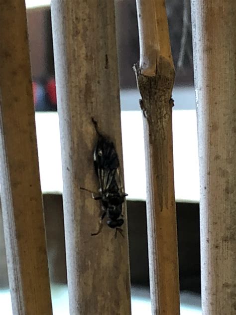 Melbourne Australia Please Help ID This Bug A Short Video Is In Comment Thank You Very Much