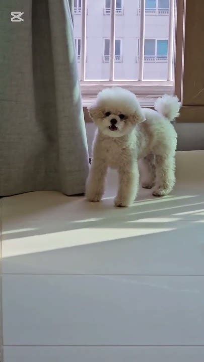 겨울 내내 추워서 집에서만 놀아 줬더니~창문을 여는 순간~ 슬프다 ♡♡미안해~~~~슈슈야 Youtube