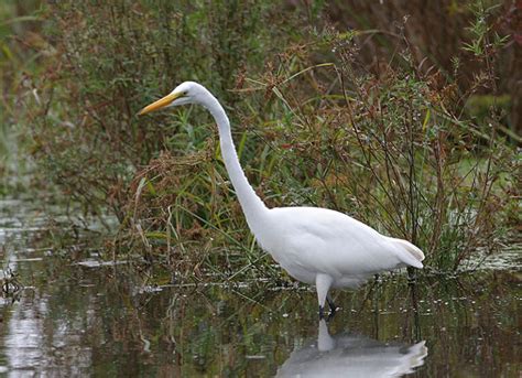 Great Egret Id Facts Diet Habit And More Birdzilla
