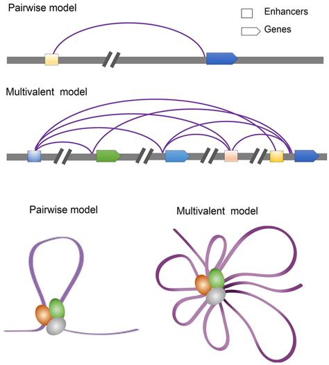 Two Models For Aggregated Chromatin Interactions Download Scientific Diagram