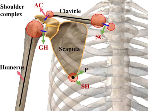 Ms An Innovative Equivalent Kinematic Model Of The Human Upper Limb To Improve The Trajectory
