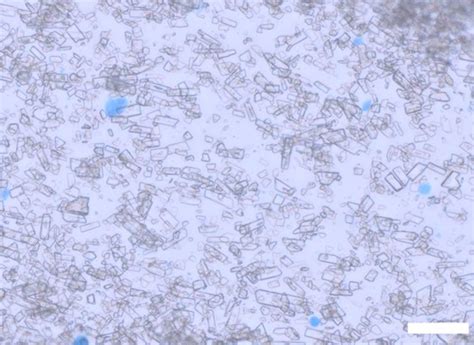 Microscopic Visualization Of The Bismuth Subnitrate Contained Within Download Scientific