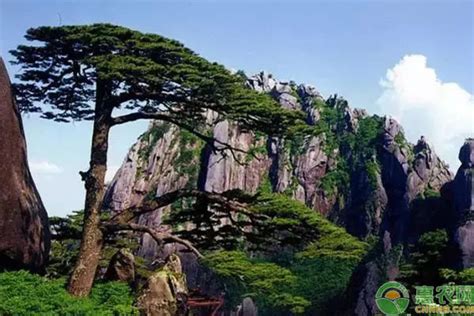 “黄山四绝”景观是指哪四个？ 惠农网