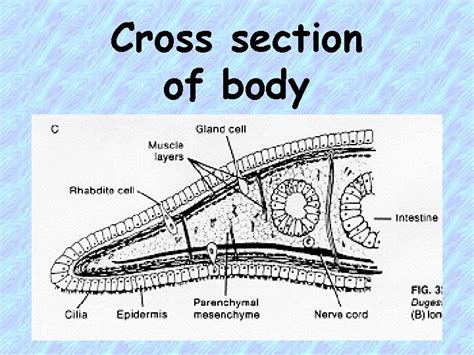 Body Symmetry Coelomate Symmetrical Acoelomate No Mesoderm Pseudocoelomate