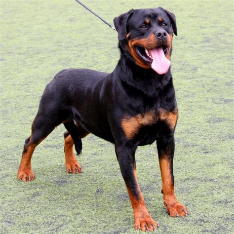 Le Rottweiler Caractère Prix Santé Alimentation Patoobox