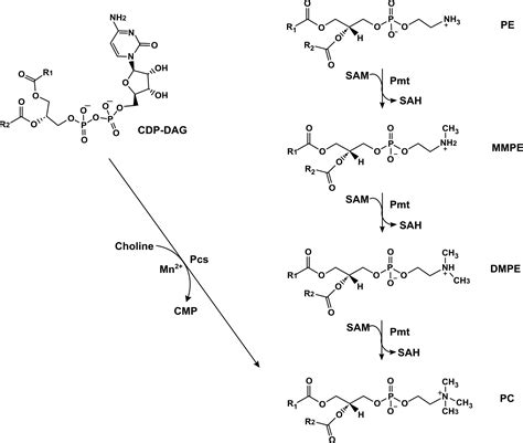 Phosphatidylethanolamine Structure