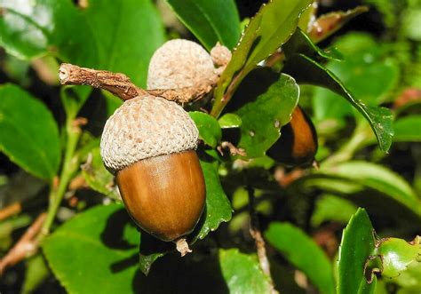 備長炭の木ウバメガシの育て方と植物の特徴をわかりやすく解説
