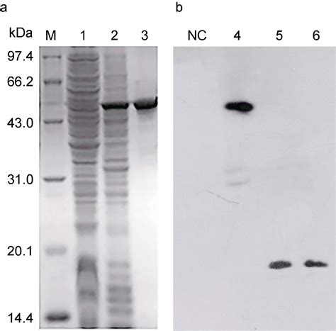 香鱼 Plecoglossus Altivelis 肿瘤坏死因子 α Tnf α 基因的分子克隆、鉴定及免疫相关性表达